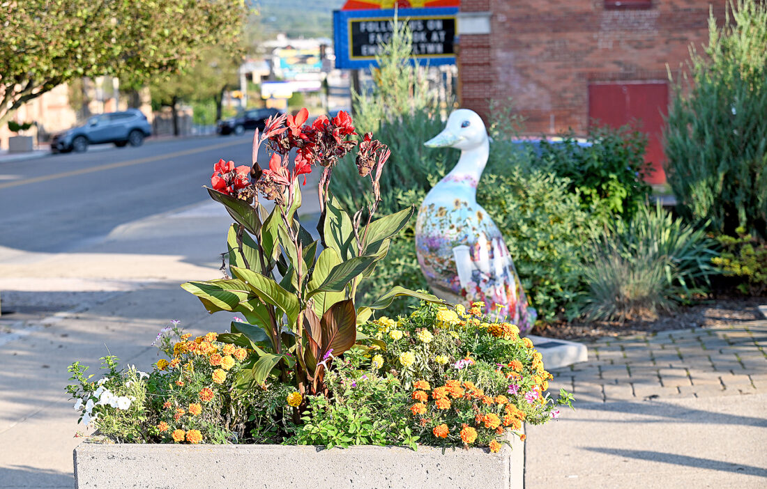 IN BLOOM | News, Sports, Jobs - The Sentinel